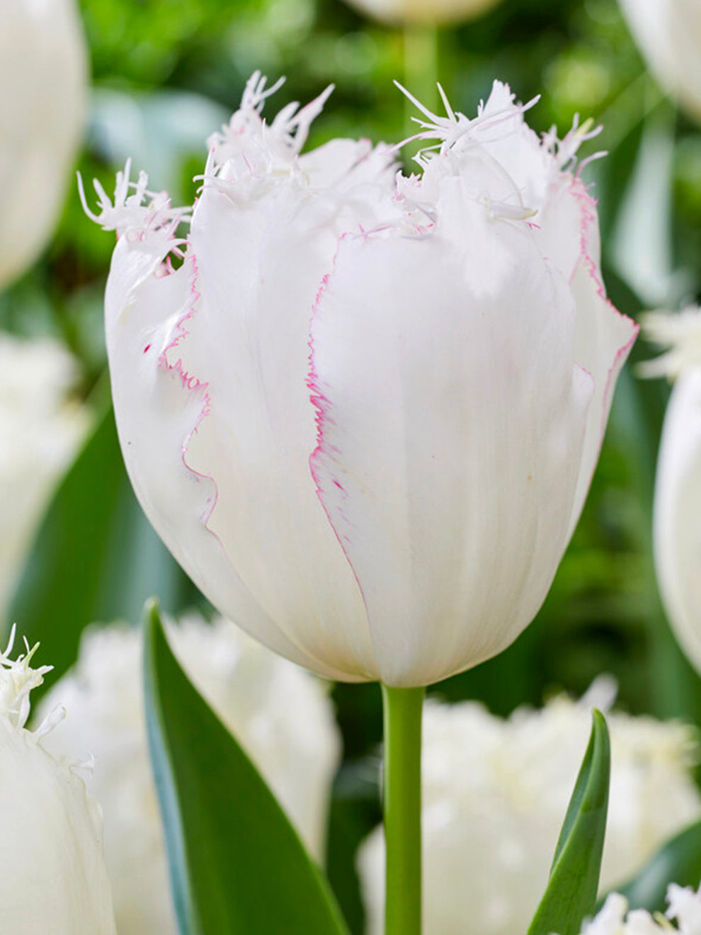 Tulip Lady Smile | DutchGrown™ | Unique Tulip Bulbs For Sale