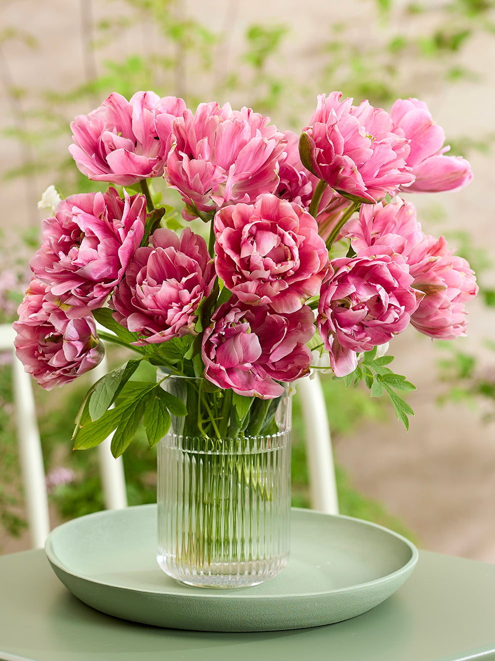 Tulip Bulbs | Lotus Silk | Unique Tulip Bulbs for Sale