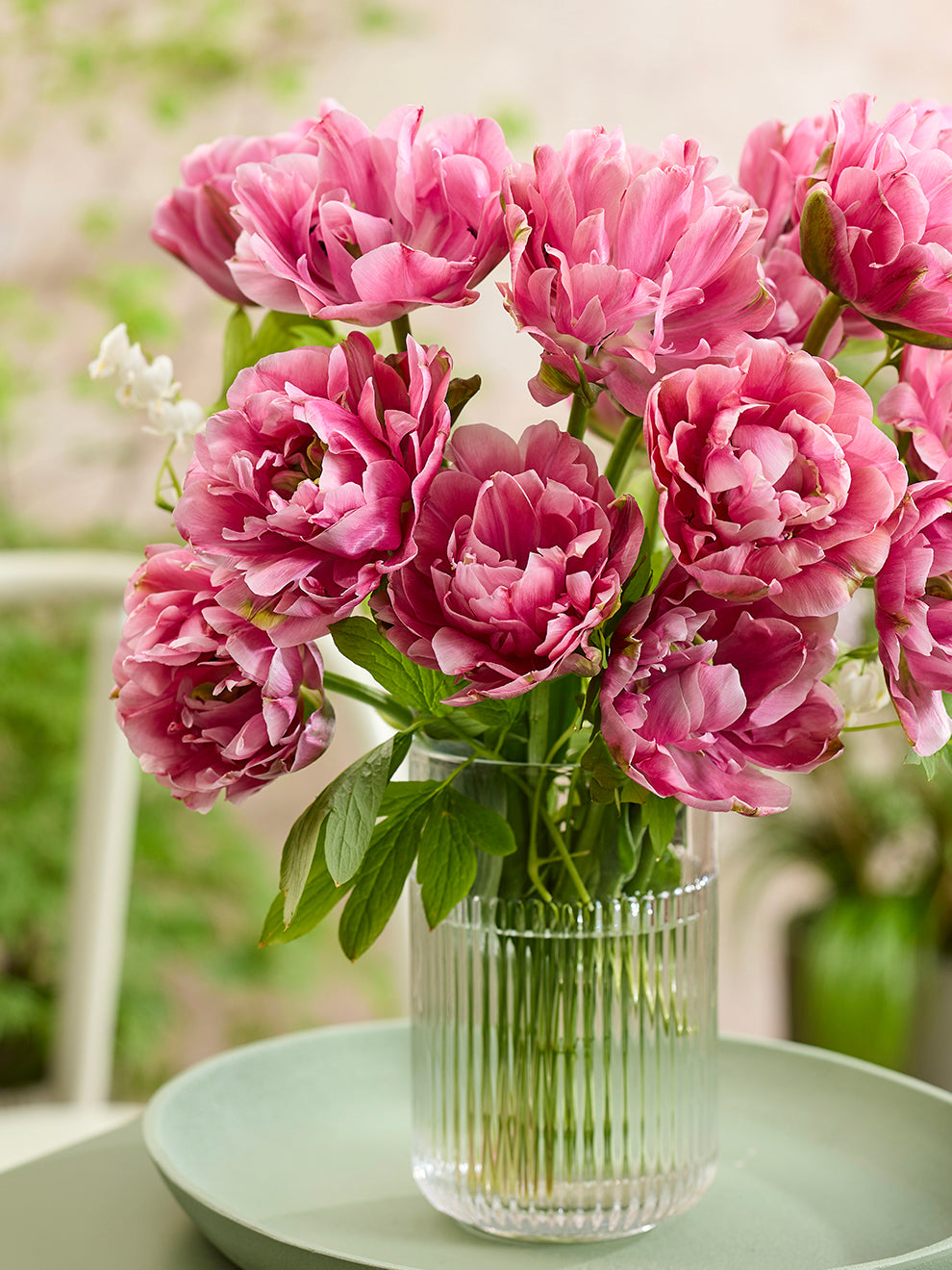 Tulip Bulbs | Lotus Silk | Unique Tulip Bulbs for Sale