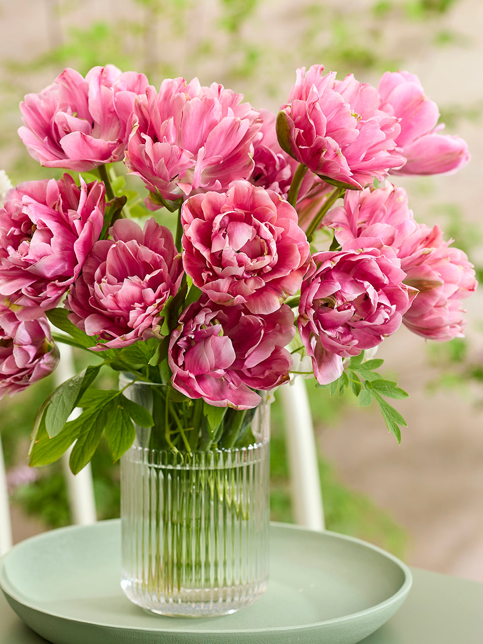 Tulip Bulbs | Lotus Silk | Unique Tulip Bulbs for Sale