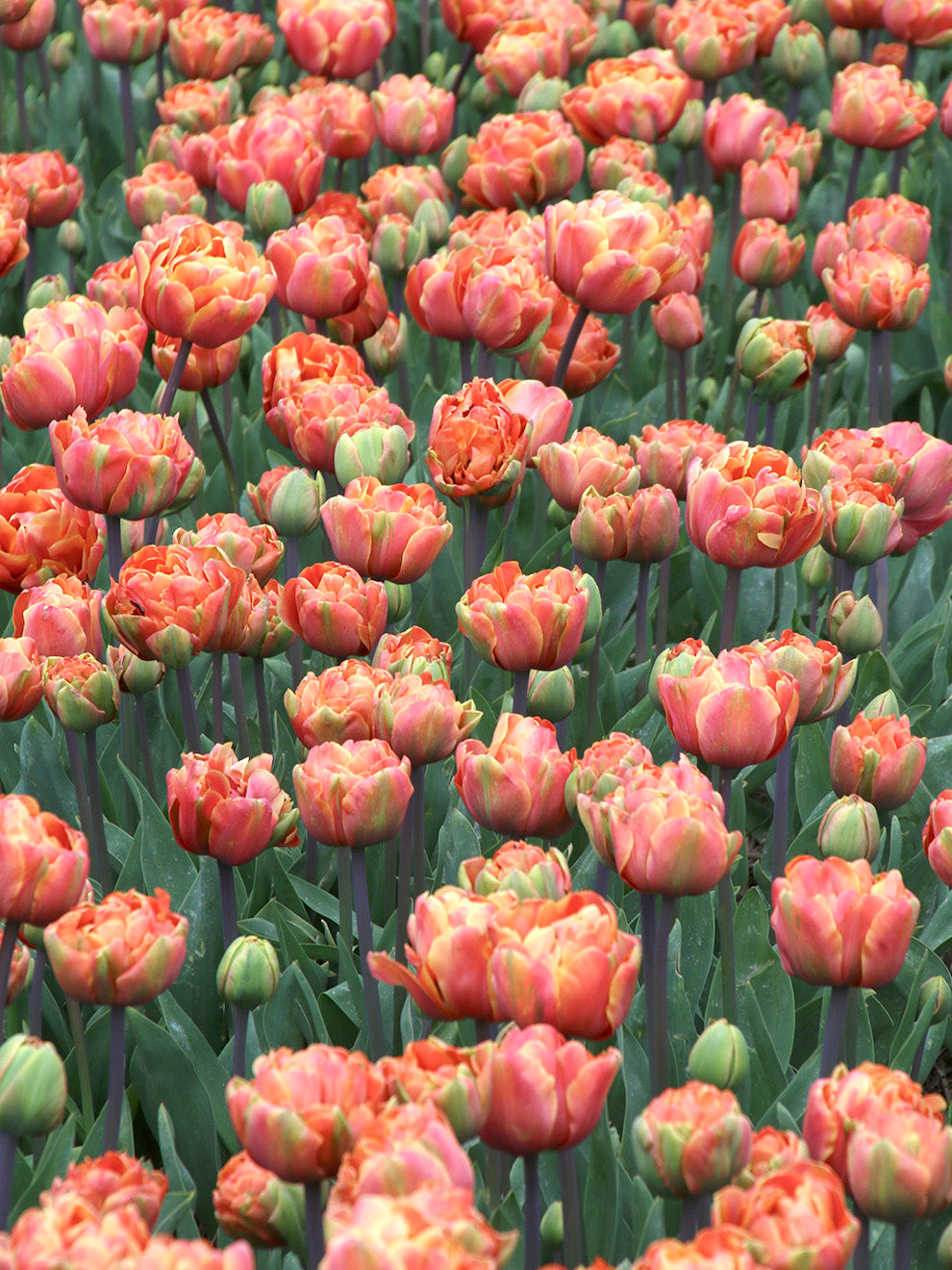 Tulip Oakheart | DutchGrown™ | Order Unique Novelty Tulips Online!