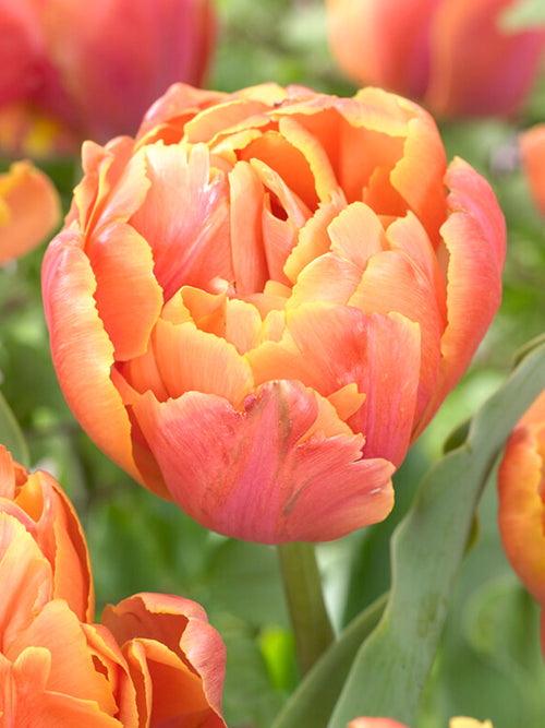 Tulip Oakheart | DutchGrown™ | Order Unique Novelty Tulips Online!