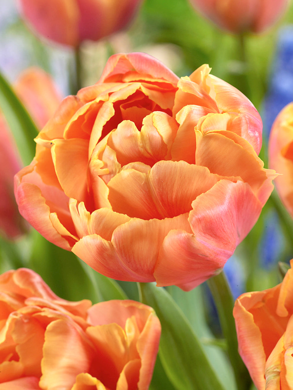 Tulip Oakheart | DutchGrown™ | Order Unique Novelty Tulips Online!