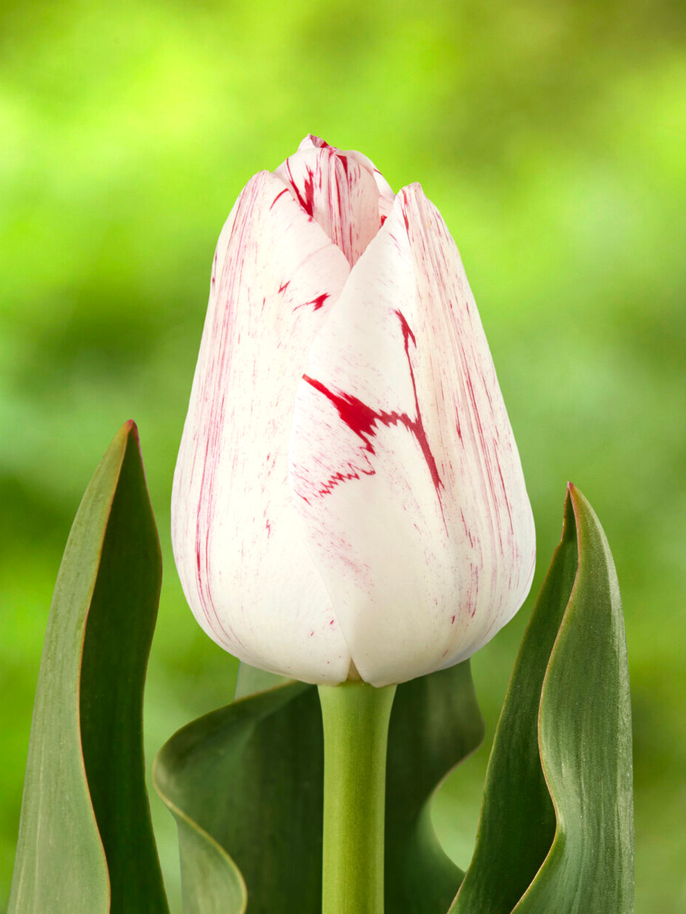 Tulip One Direction | DutchGrown™ | Top Quality Flower Bulbs For Sale