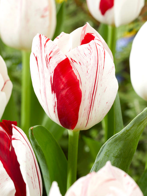 Tulip One Direction | DutchGrown™ | Top Quality Flower Bulbs For Sale