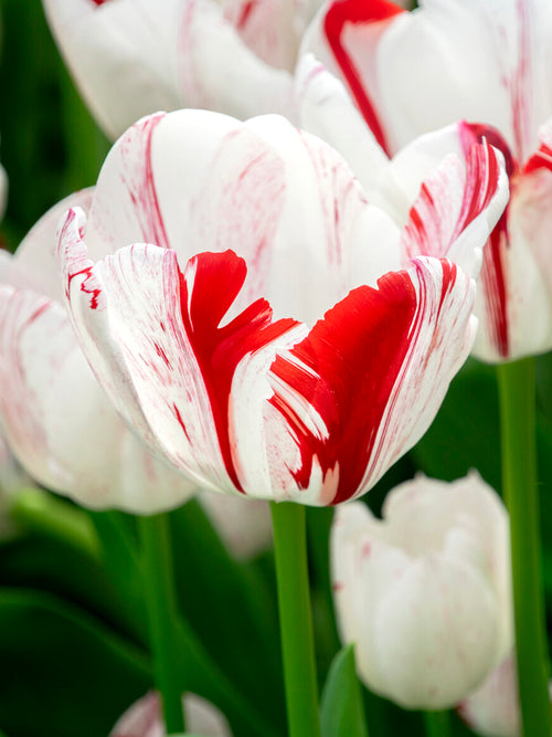 Tulip One Direction | DutchGrown™ | Top Quality Flower Bulbs For Sale