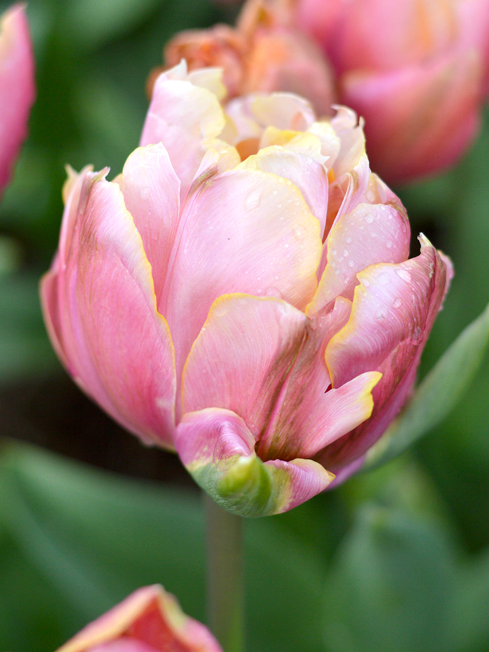 Tulip Picture Perfect Bulbs | Order Online at DutchGrown™