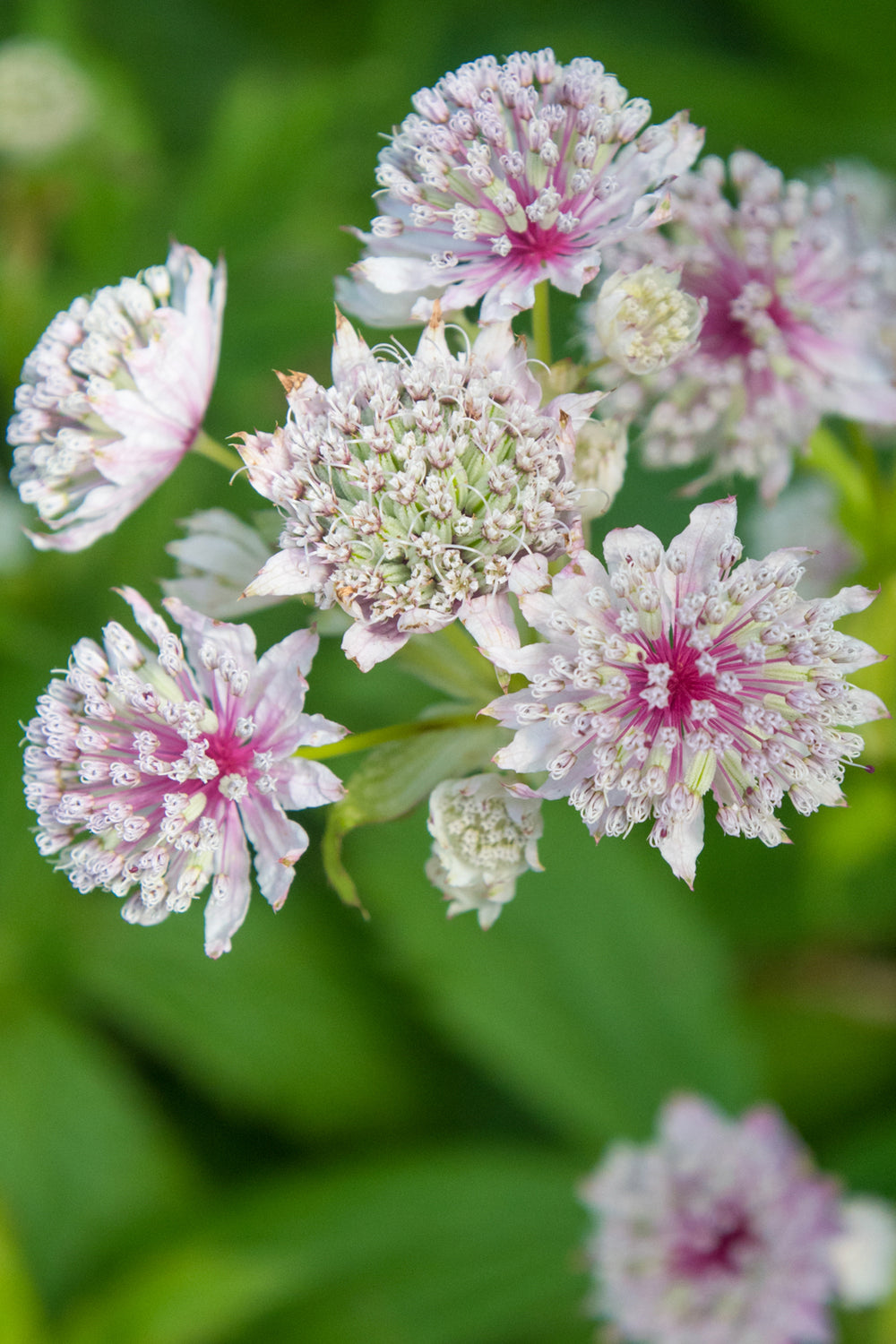 Astrantia Major Superstar | DutchGrown™