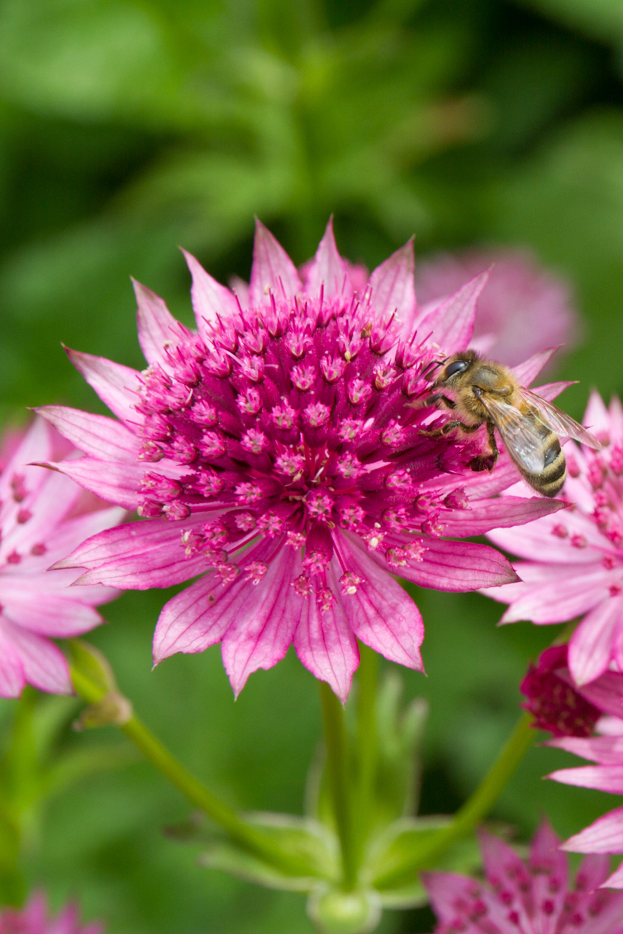 Astrantia Venice