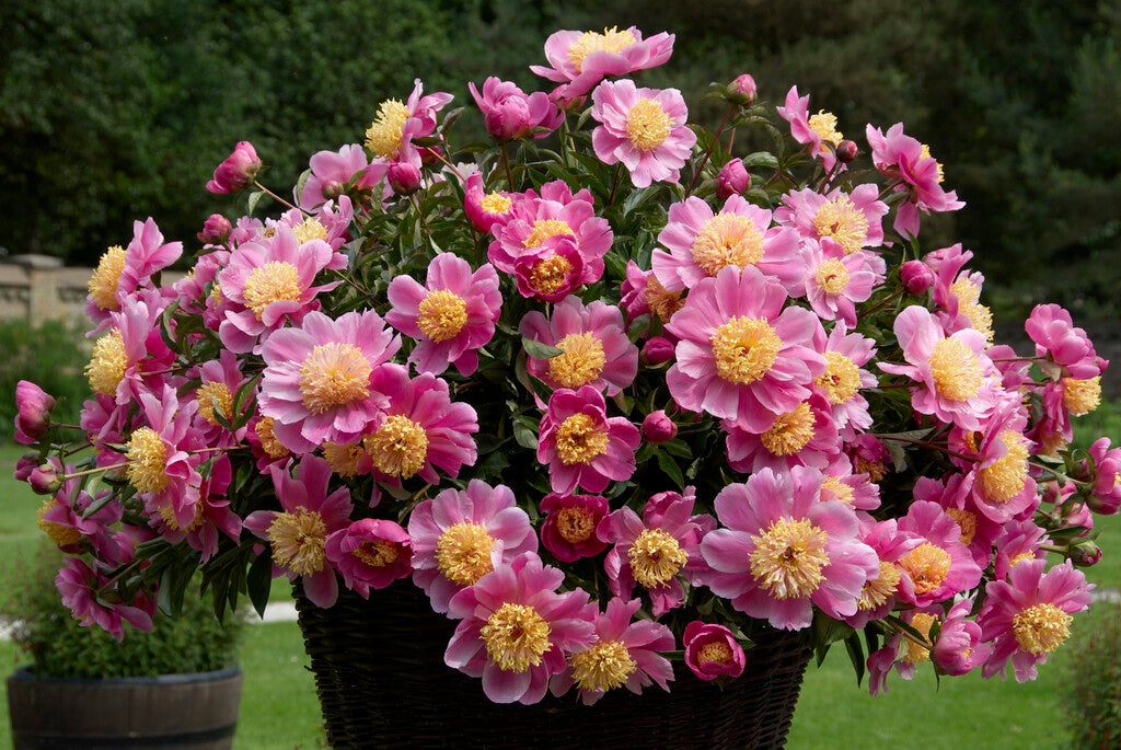 Peony Roots Bowl of Beauty | DutchGrown™