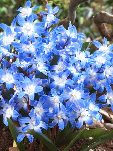 Chionodoxa Flower Bulbs | Buy Wholesale Glory of the Snow Bulbs