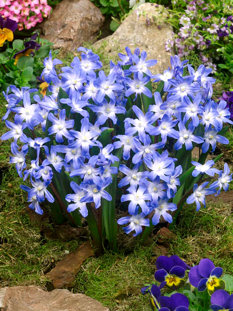 Chionodoxa Lucilea (Glory of the Snow) | Order Online with DutchGrown™