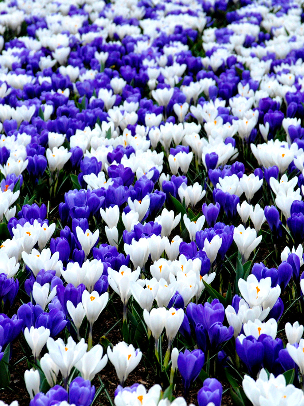 Crocus Bulbs For Sale | Buy Top-Quality Crocuses Now