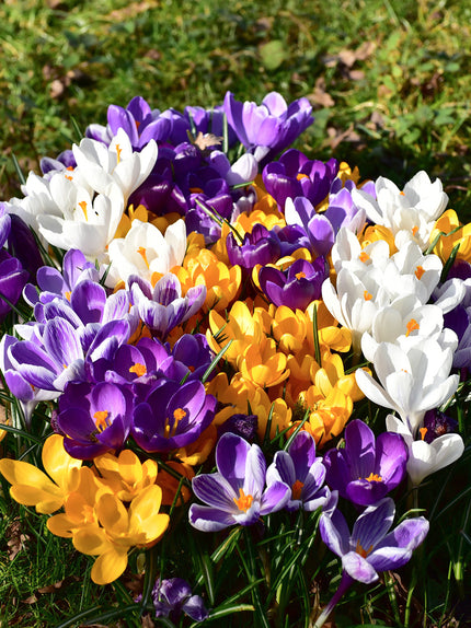 Crocus Bulbs For Sale | Buy Top-Quality Crocuses Now