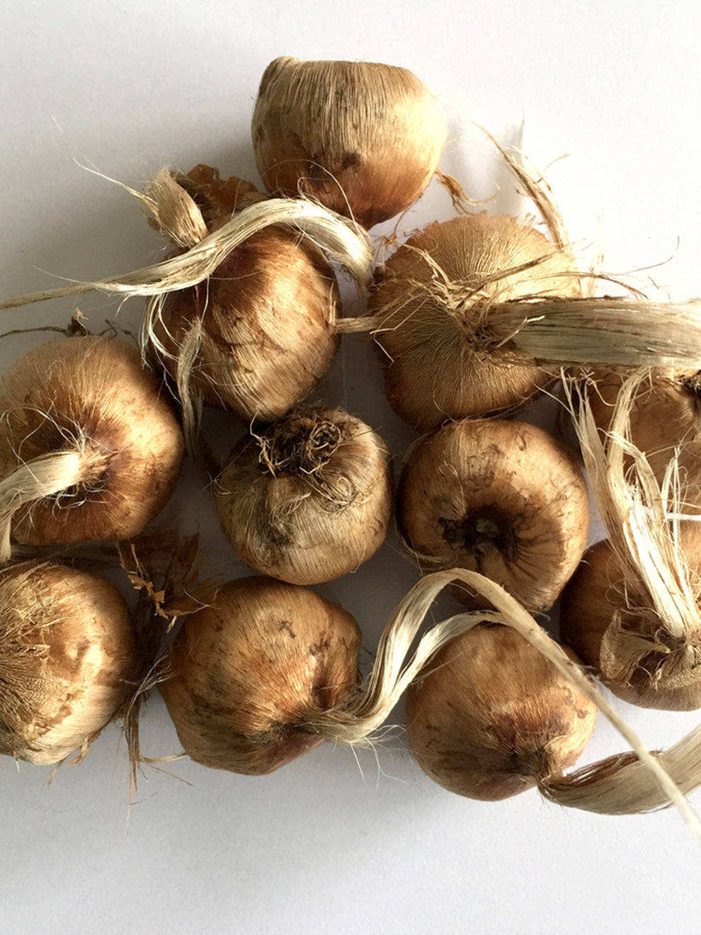 Wholesale Crocus Sativus Flower Bulbs | Saffron Crocus