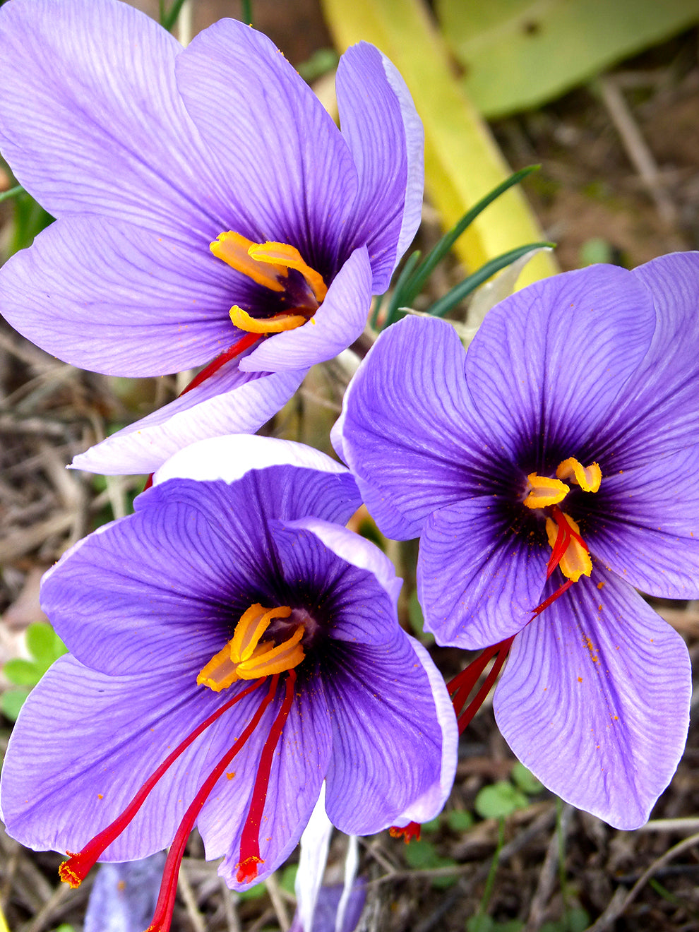 Saffron Crocus Flower Bulbs | Buy Wholesale Crocus Sativus Bulbs