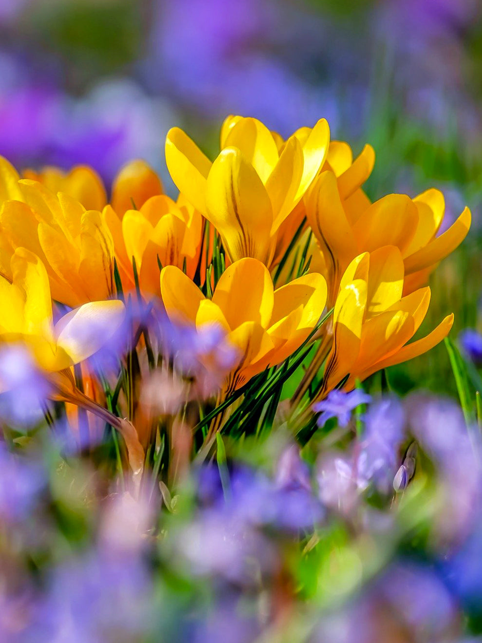Crocus Giant Yellow | Order Your Flower Bulbs Online at DutchGrown™
