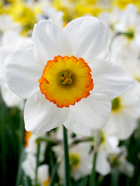 largest daffodil flower
