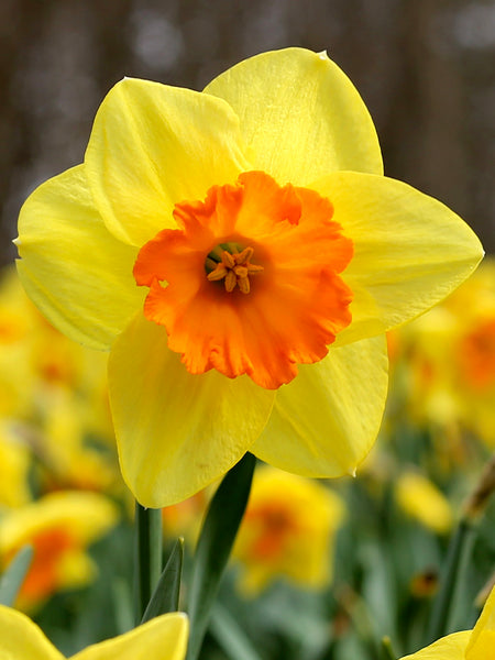 Daffodil Fortissimo Buy Online at DutchGrown Top Quality Bulbs
