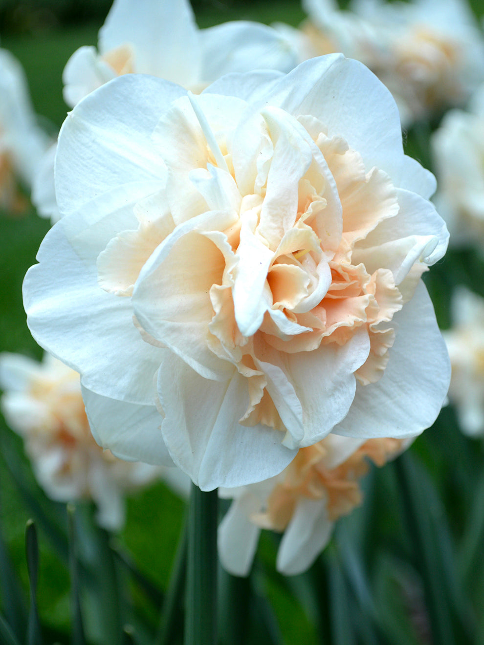 Novelty Daffodil Pink Champagne | Buy Online at DutchGrown™