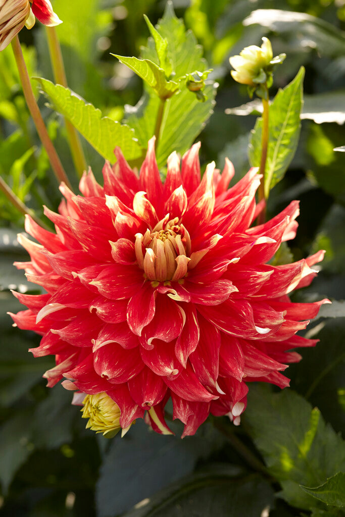 Dahlia Dinnerplate Bodacious | Dahlia Tubers | DutchGrown™