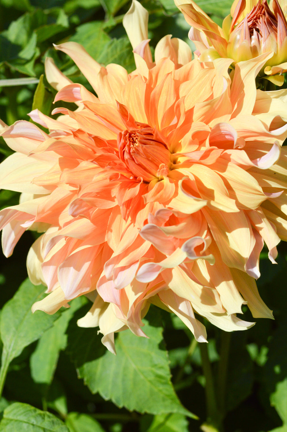 Buy Big Brother Dahlia | Dinnerplate Dahlia Bulbs | DutchGrown™