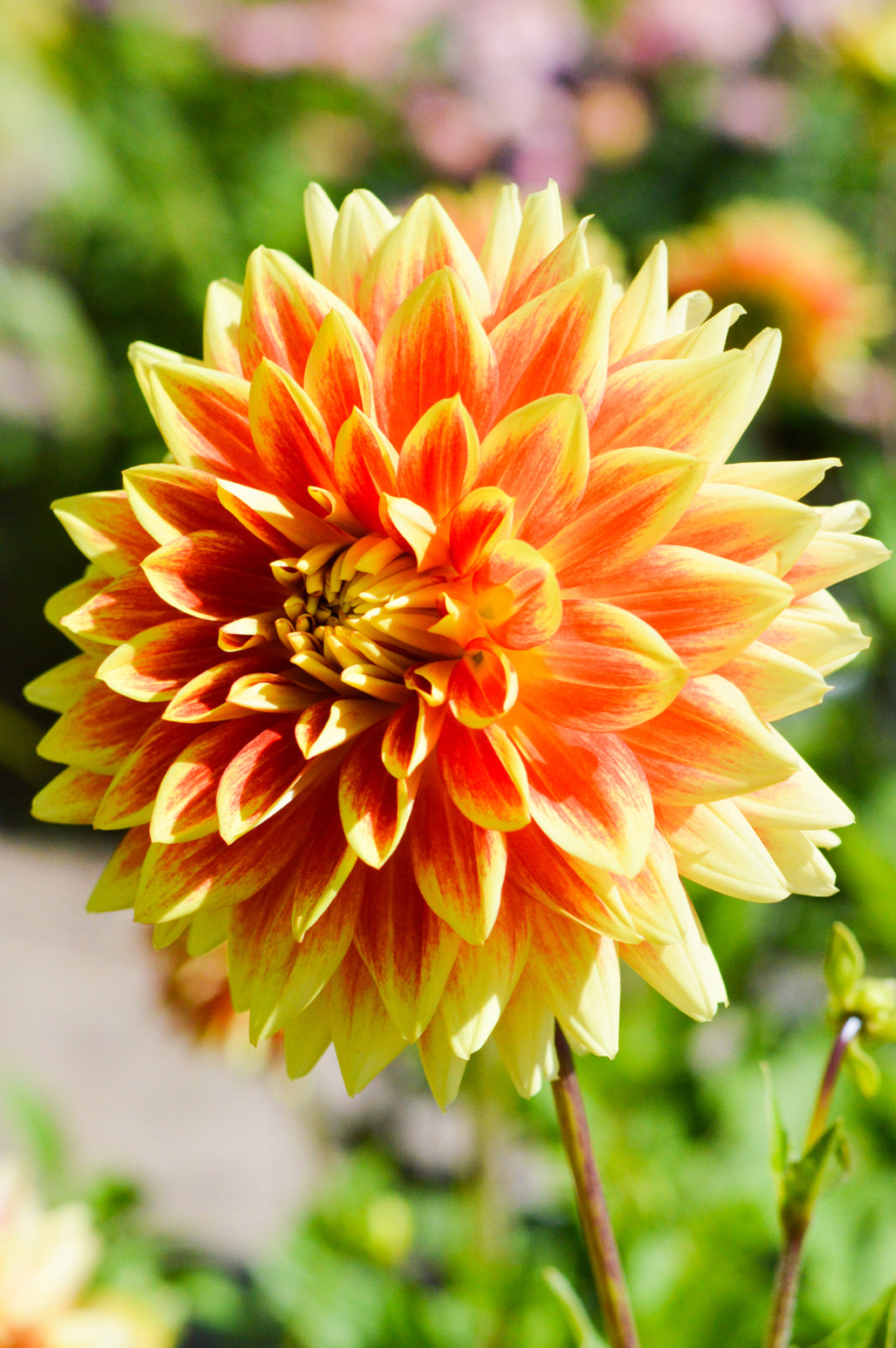 Dahlia Dinnerplate Bodacious | Dahlia Tubers | DutchGrown™