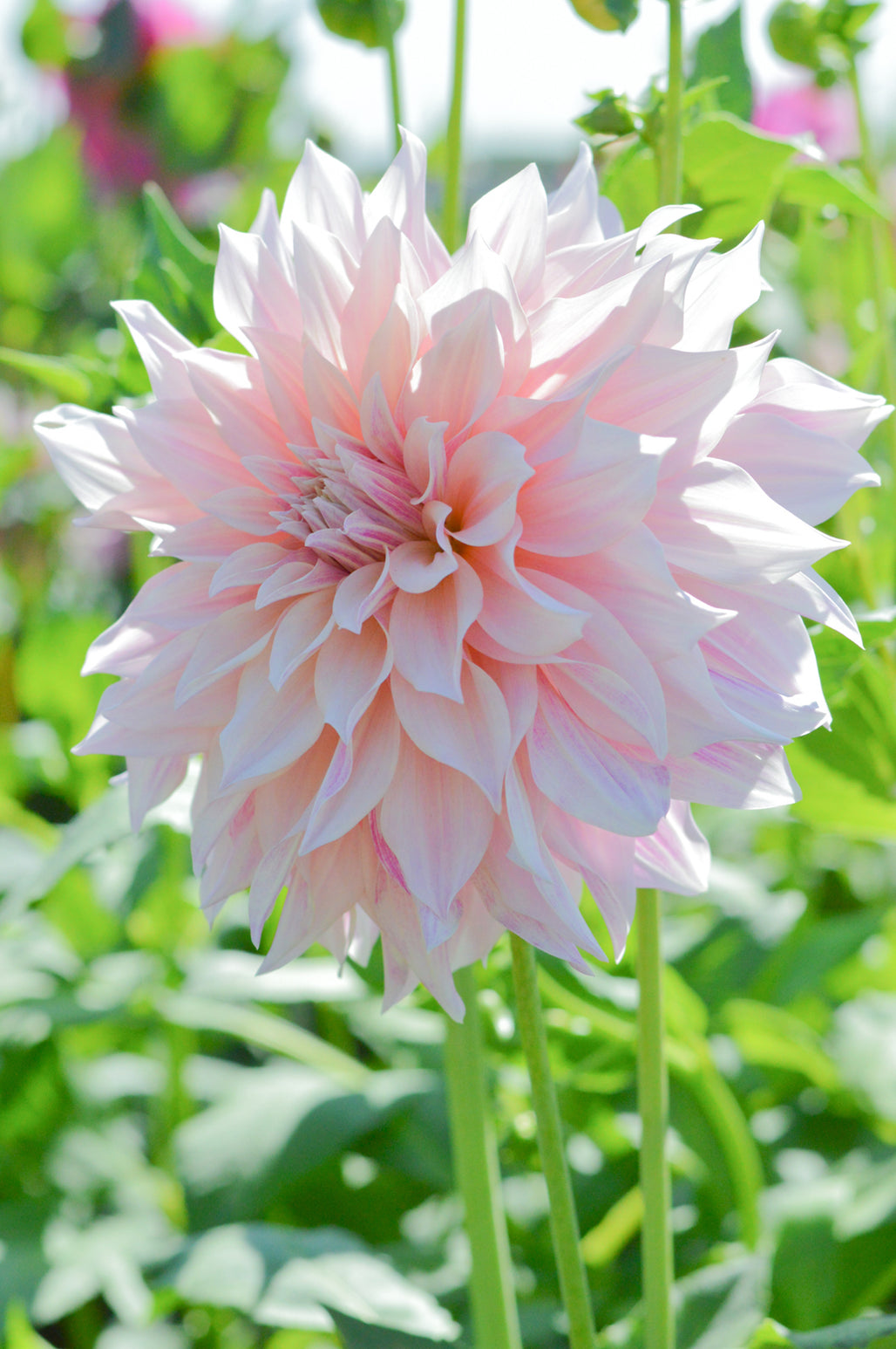Dahlia Cafe Au Lait | Dahlia Tubers | DutchGrown™