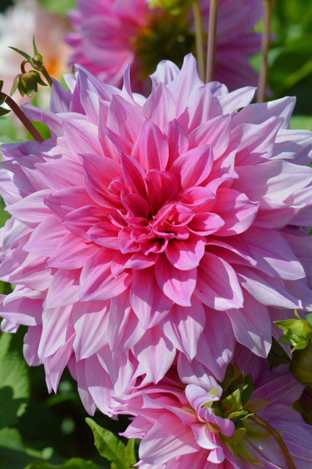 Dahlia Emory Paul (Dinner Plate) | Dahlia Tubers | DutchGrown™