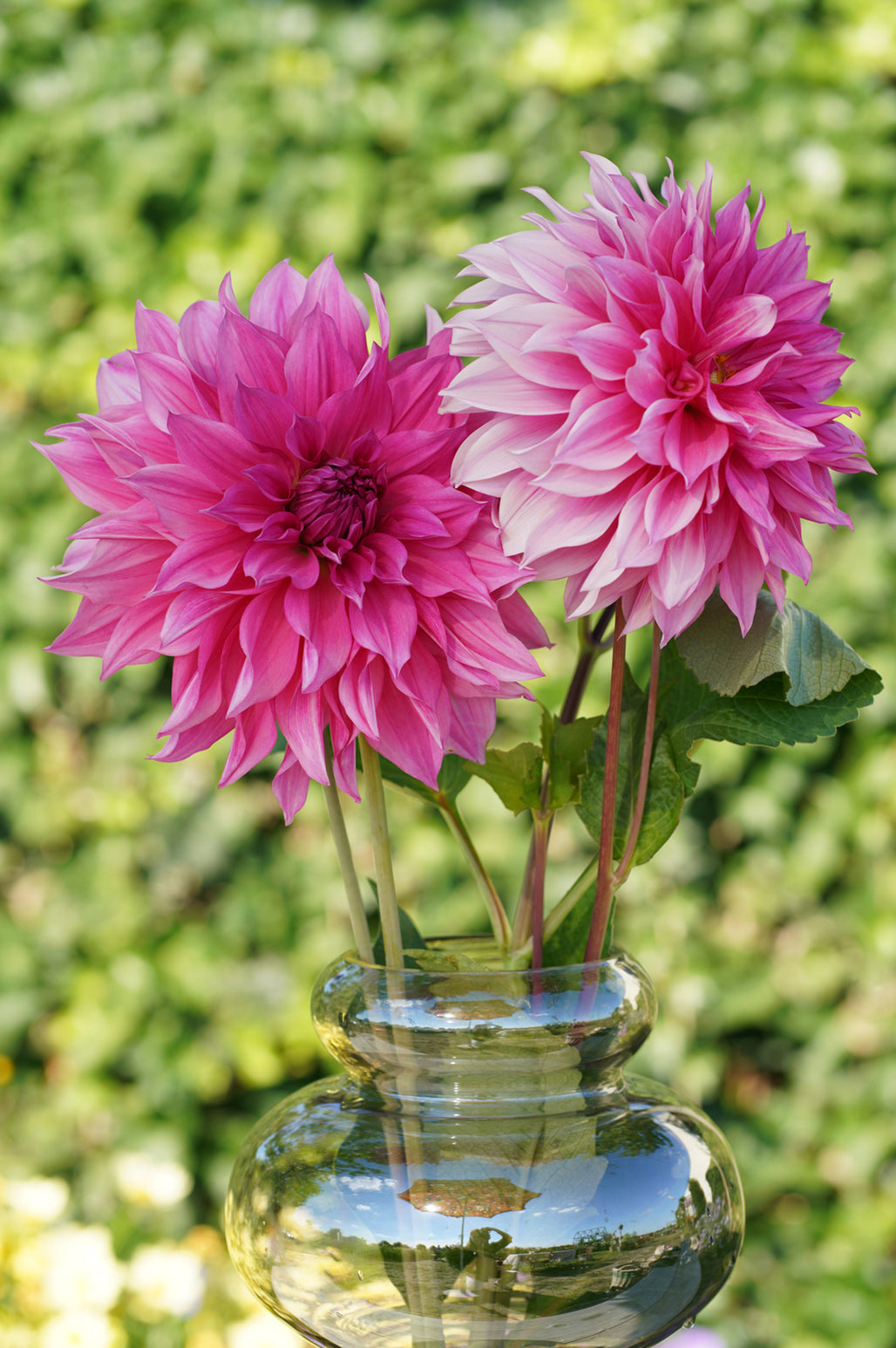 Dahlia Emory Paul (Dinner Plate) | Dahlia Tubers | DutchGrown™