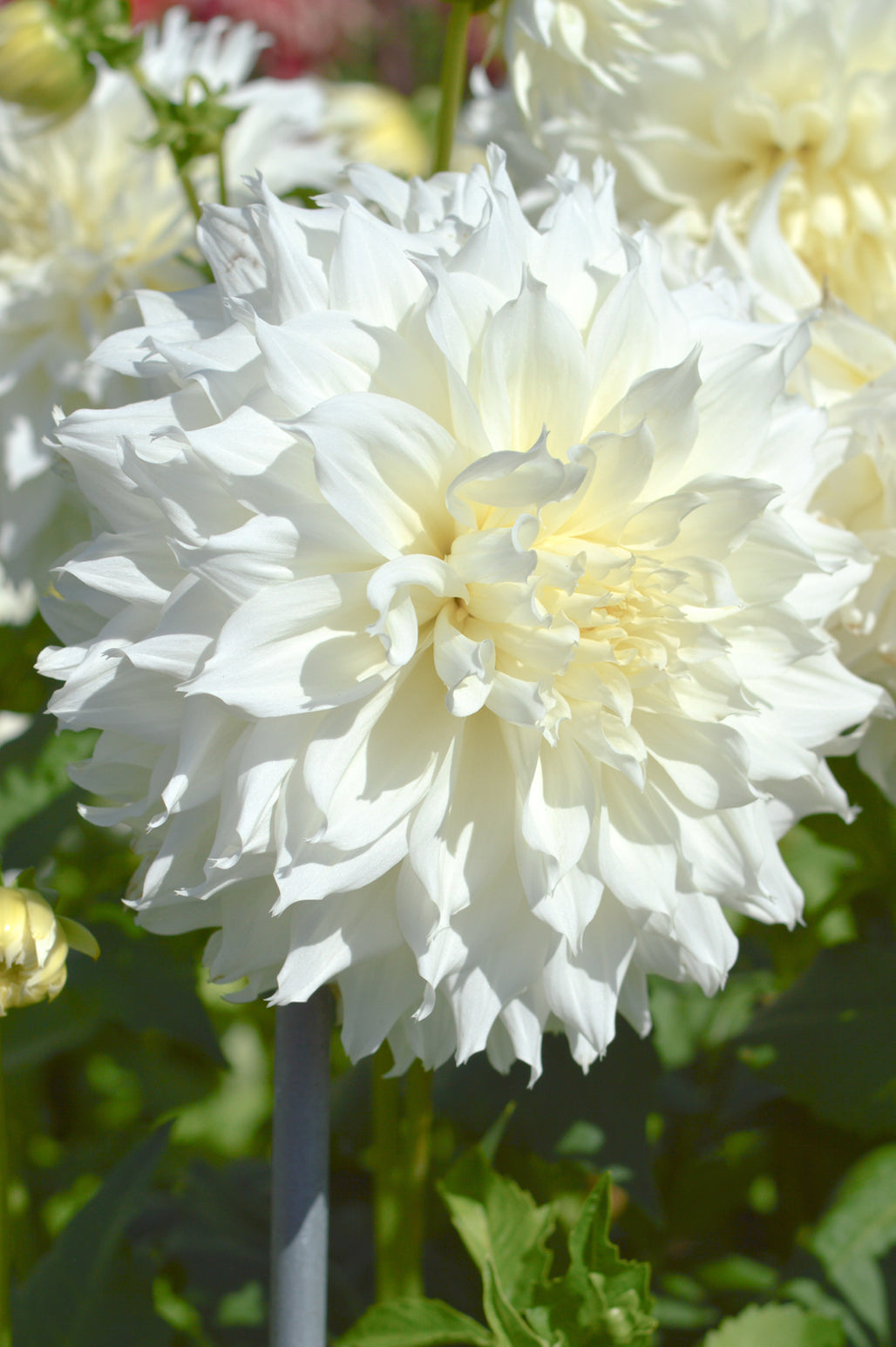 White Dinnerplate Dahlia Fleurel | Dahlia Tubers | DutchGrown™