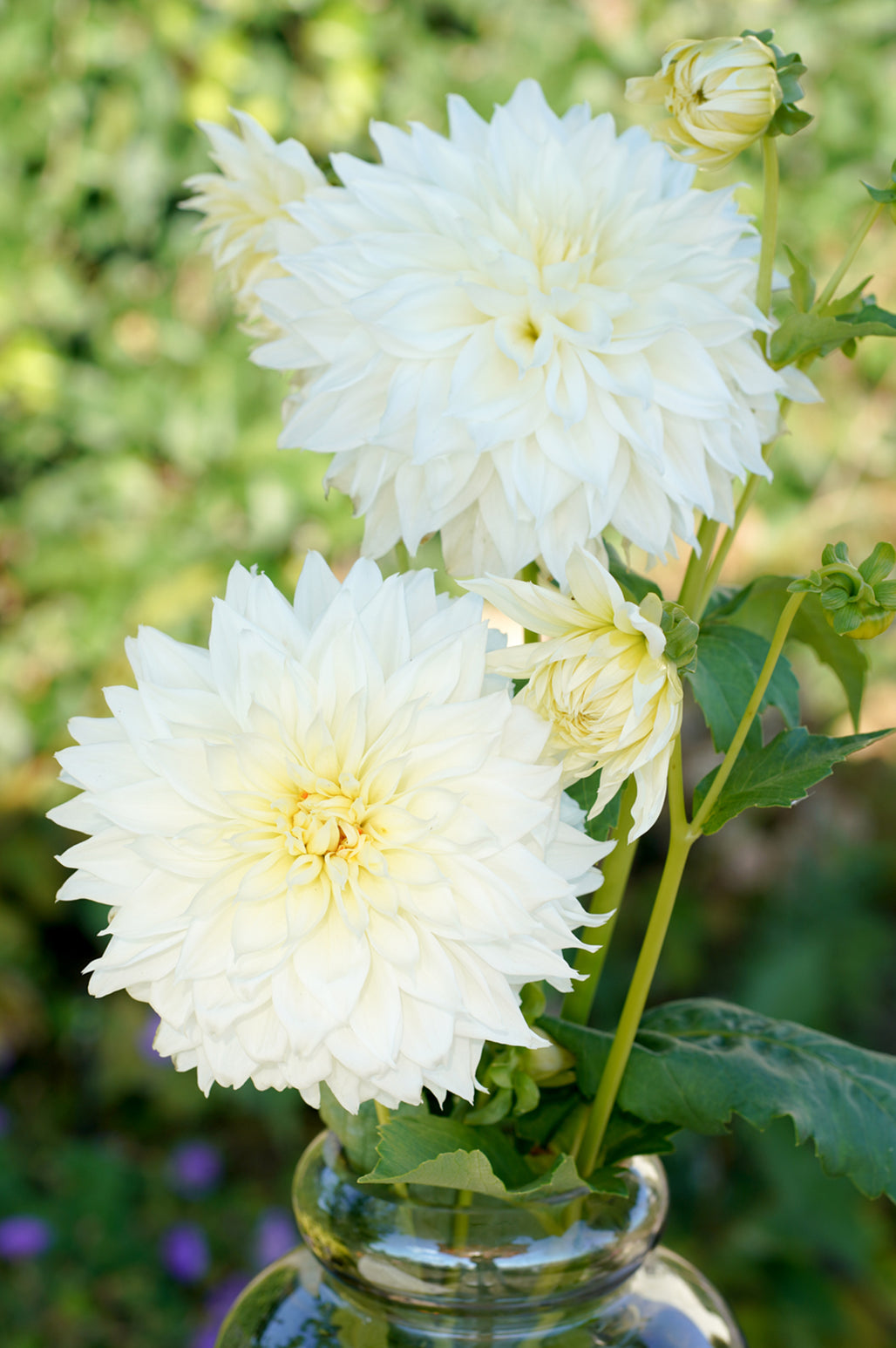 White Dinnerplate Dahlia Fleurel | Dahlia Tubers | DutchGrown™