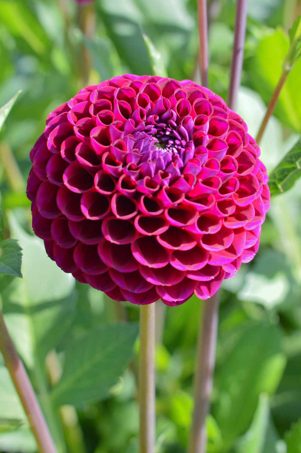 Dahlia Ivanetti | Dahlia Tubers | DutchGrown™