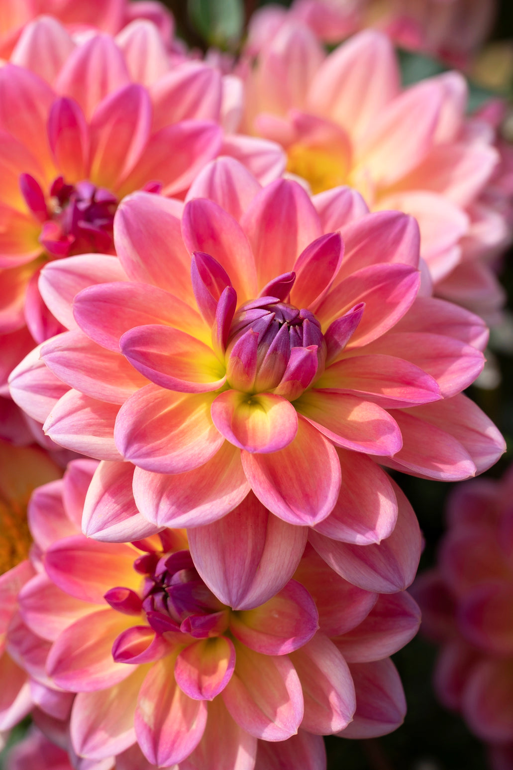 Dahlia Pacific View | Dahlia Tubers | DutchGrown™