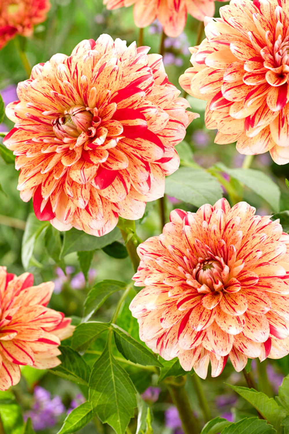 Dahlia Striped Nagano | Dahlia Tubers | DutchGrown™