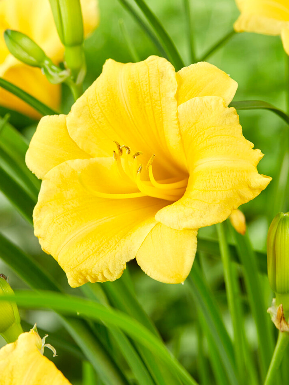 Daylily Stella D'oro - (Hemerocallis) | DutchGrown™