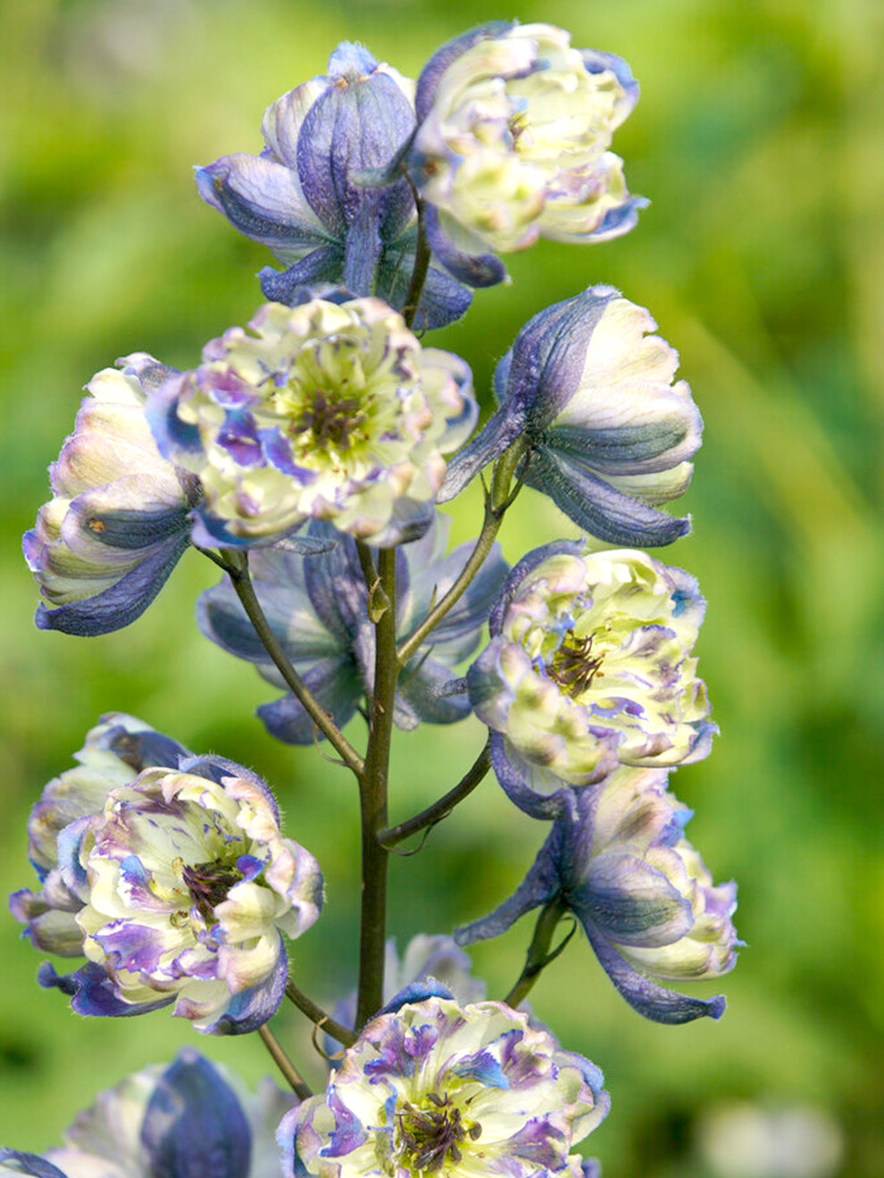 Delphinium Bare Roots - Buy Larkspur online at DutchGrown™