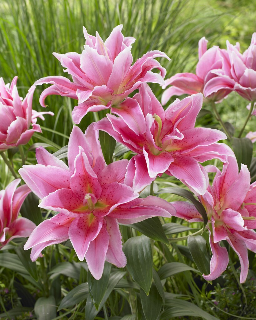 Roselily Celina, Double Lily Celina | DutchGrown™