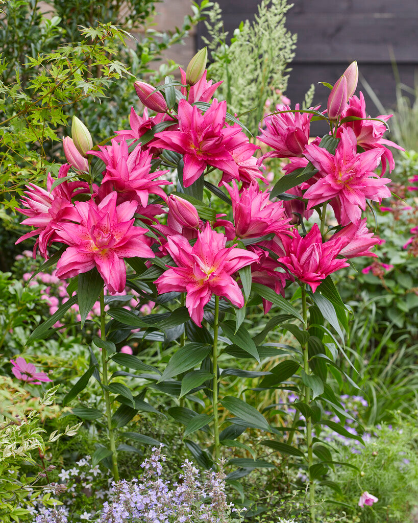 Roselily Floretta, Double Lily Bulbs | DutchGrown™