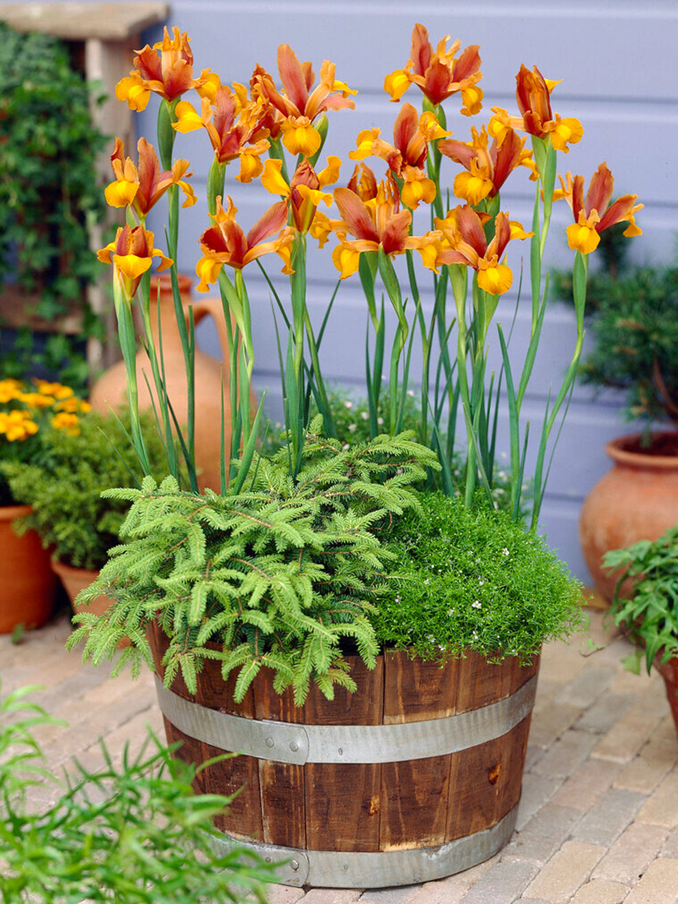 Dutch Iris Autumn Princess | Shop Top Quality Bulbs | DutchGrown™