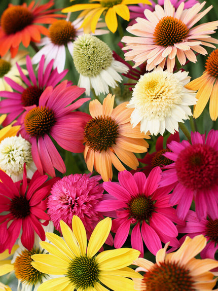 Echinacea bare roots — Buy coneflowers online at DutchGrown™