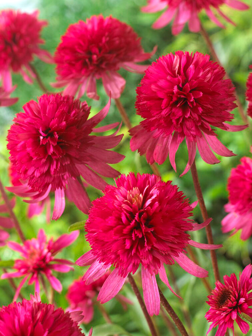 Echinacea Southern Belle - Coneflower | DutchGrown™