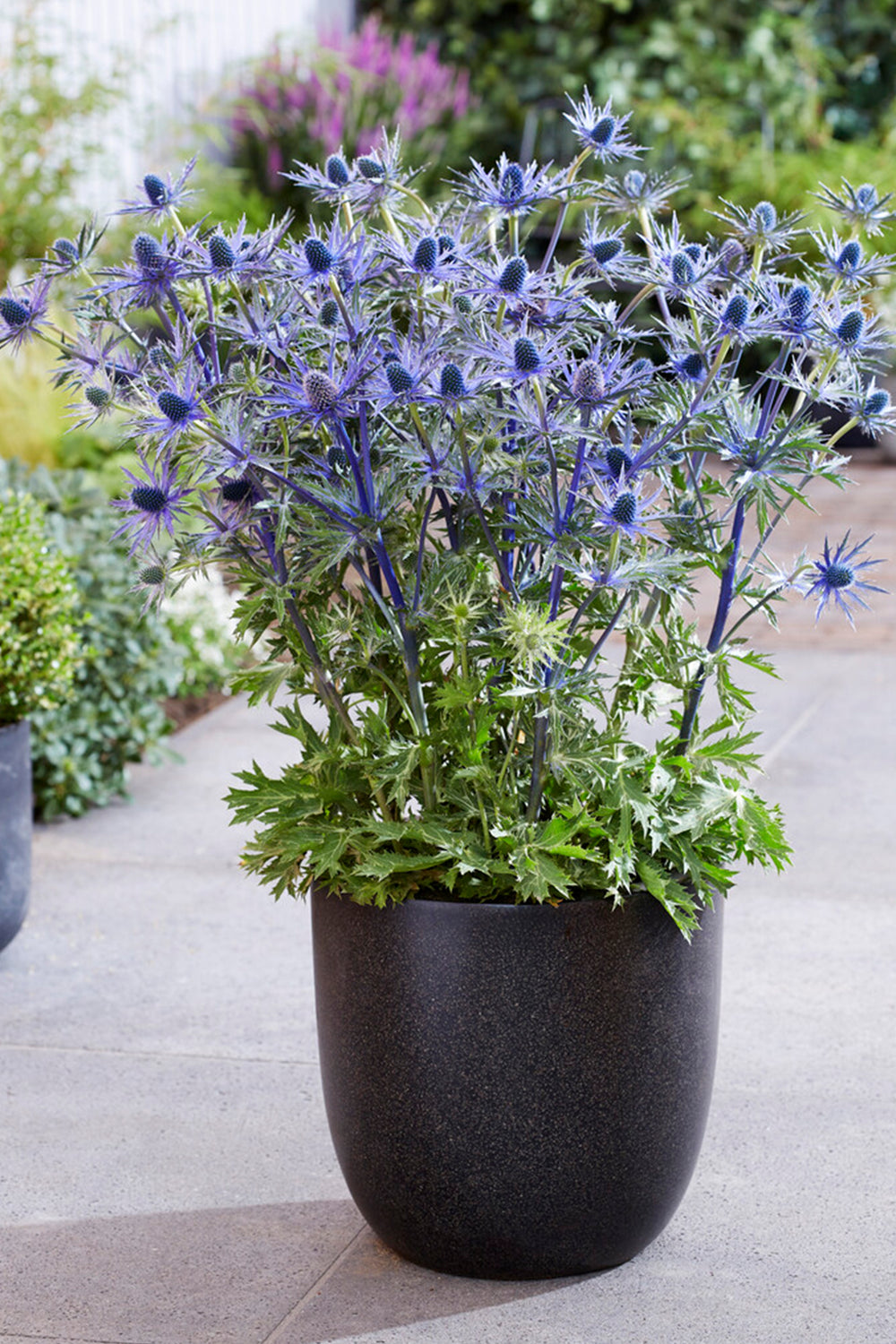 Bareroots Eryngium 'Jos Eijking' Sea Holly | DutchGrown™
