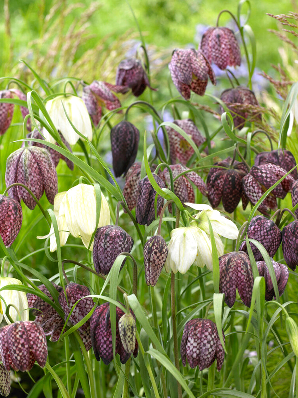 Fritillaria Meleagris | DutchGrown™ | Shop Top Quality Flower Bulbs