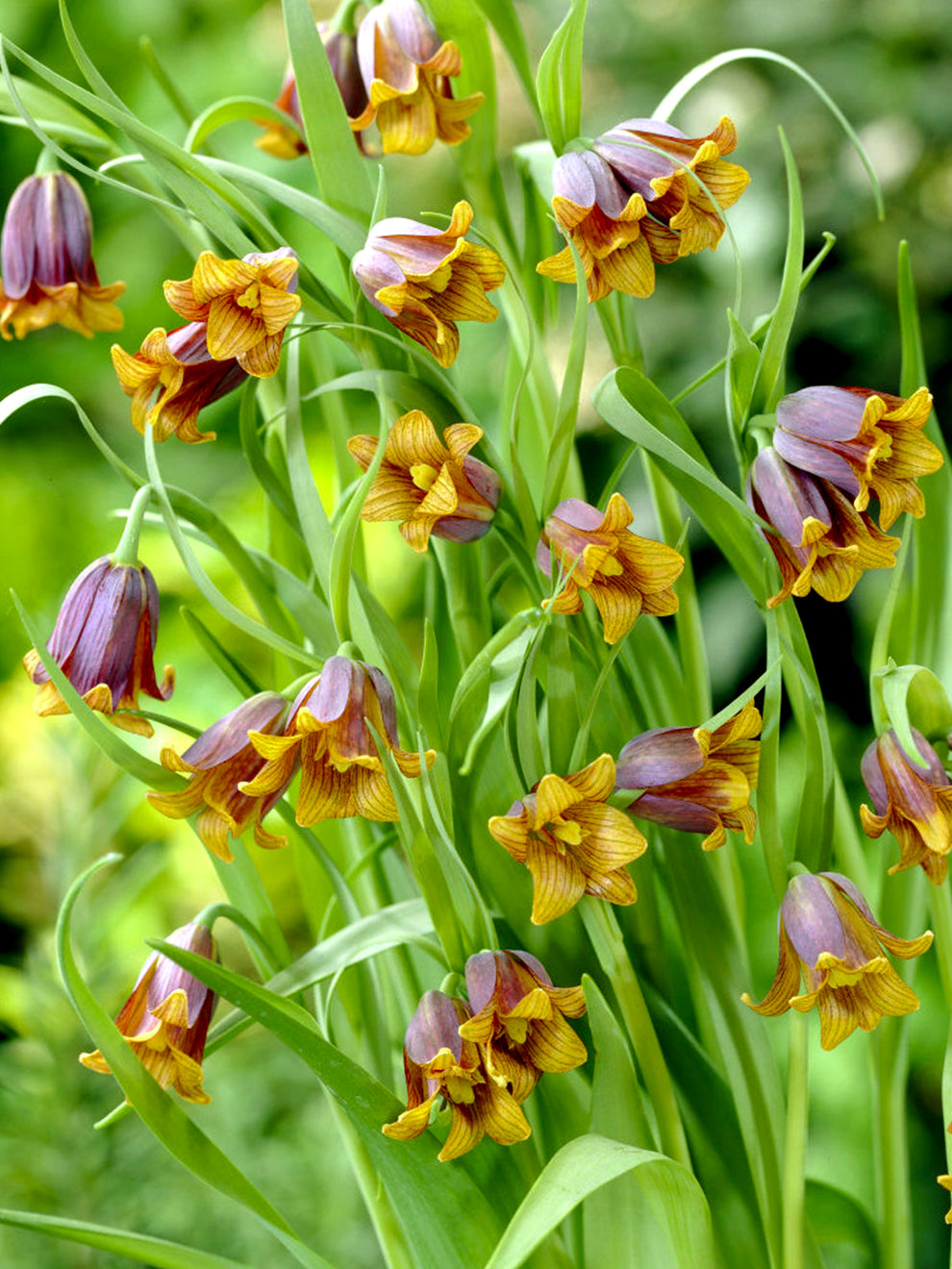 Fritillaria Uva-Vulpis (Fox's Grape Fritillary) | DutchGrown™