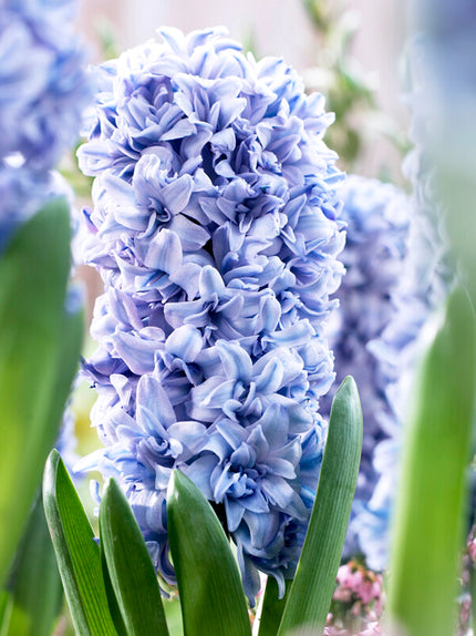 Double Hyacinths