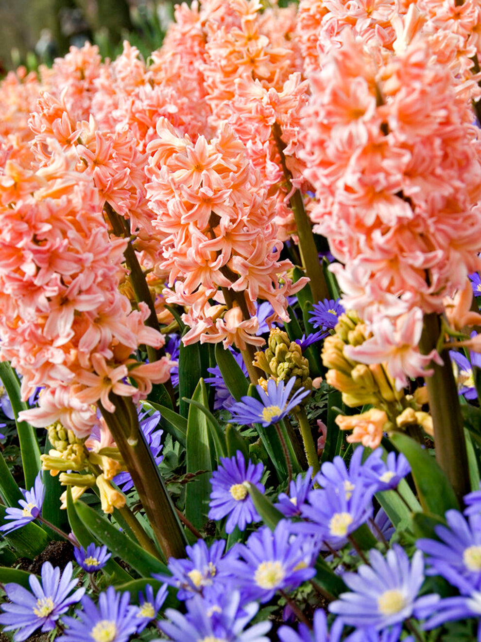 Hyacinth Gipsy Queen | DutchGrown™ | The Salmon Hyacinth!