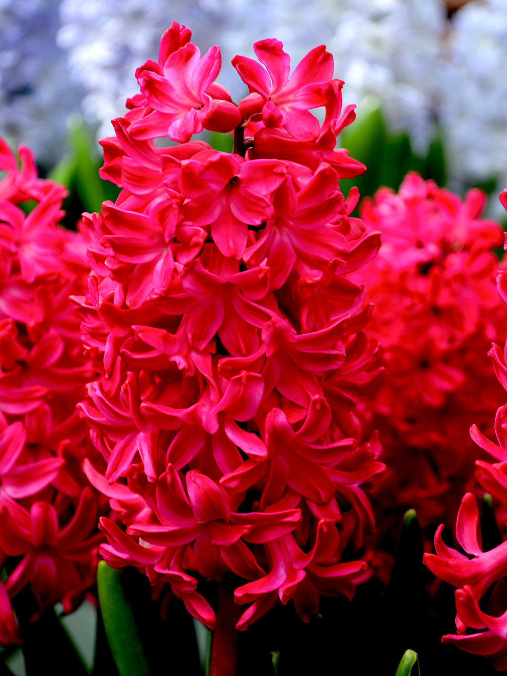 Hyacinth Jan Bos | DutchGrown™ | Top Quality Unique Hyacinth Bulbs