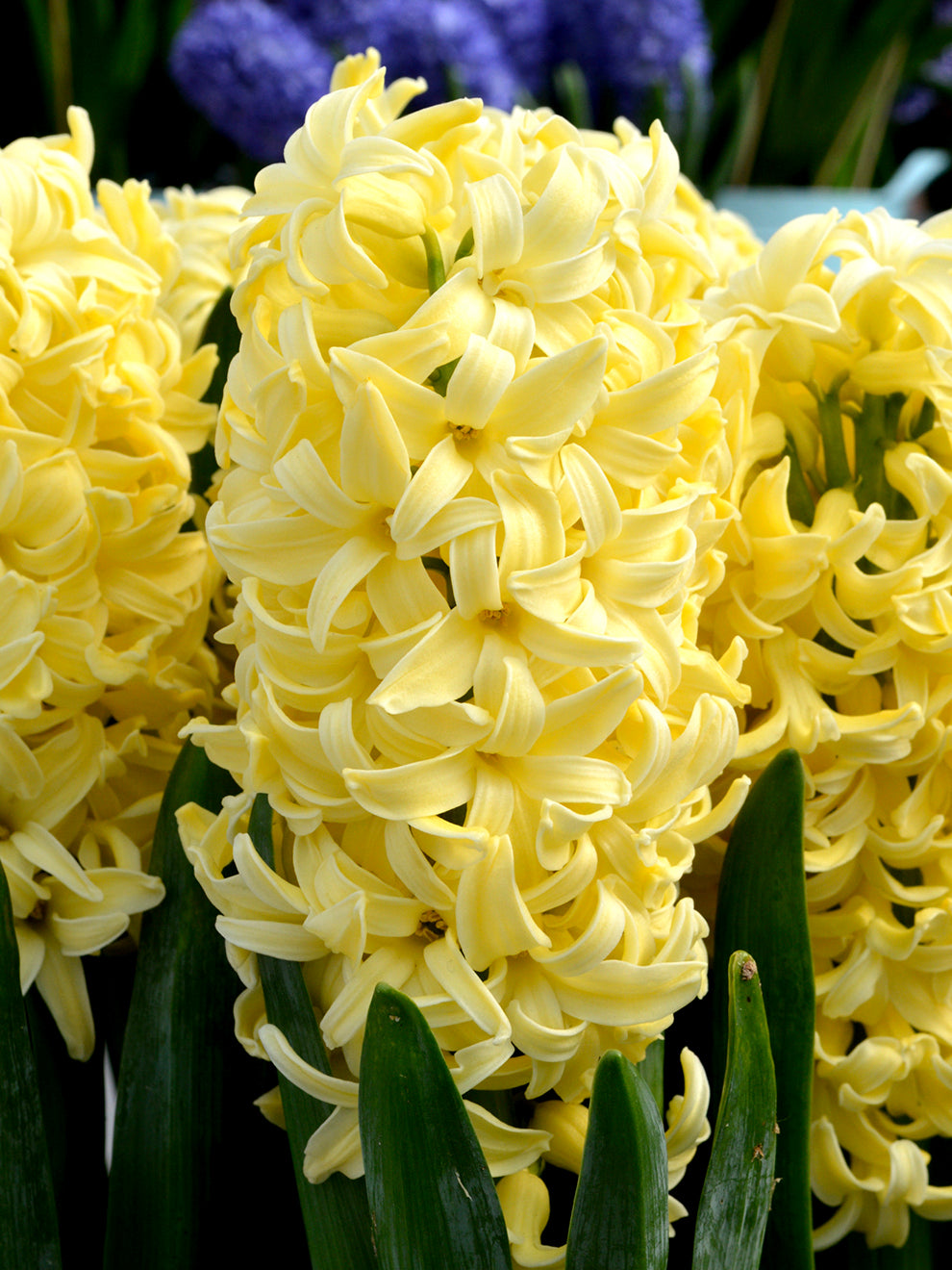 Hyacinth Yellow Queen | DutchGrown™ | The Yellow Hyacinth For Sale
