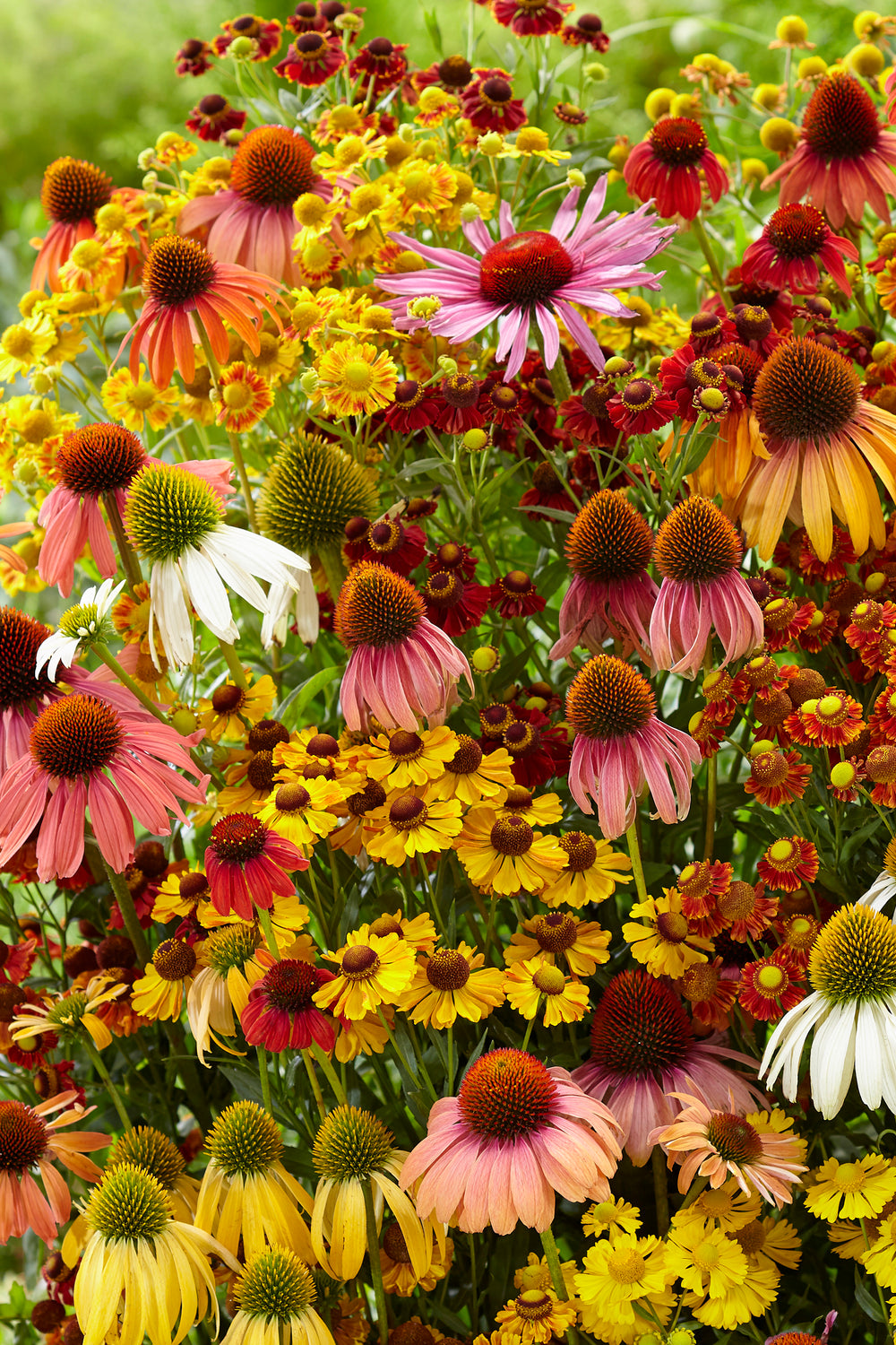 Indian Summer Mix - Echinacea Helenium | DutchGrown™